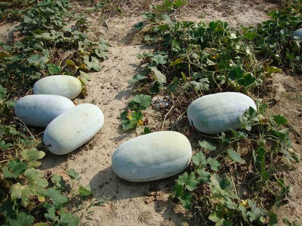 Ash Gourd Seeds – Optimal Seeds