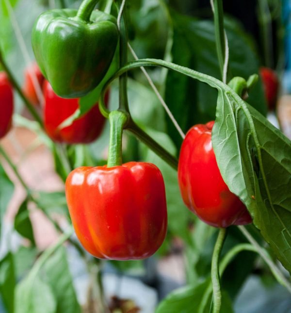 Red Capsicum Seeds – Optimal Seeds